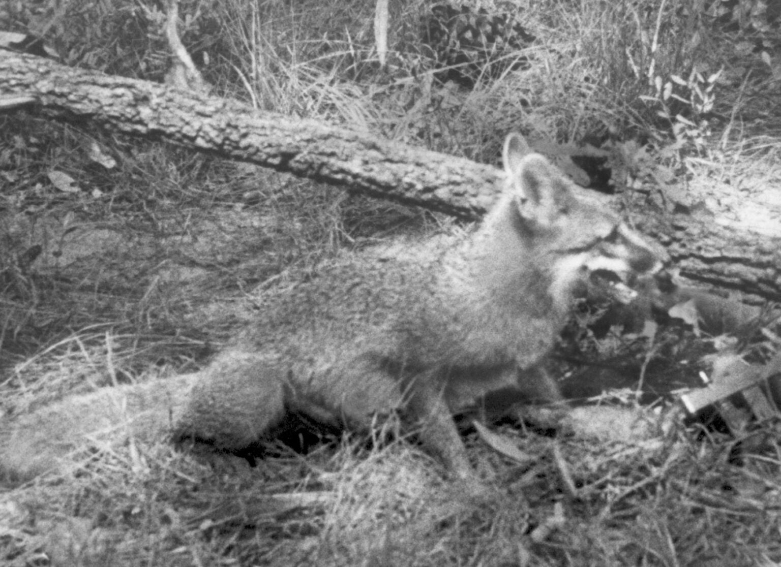 Rabies Images | Immunize.org